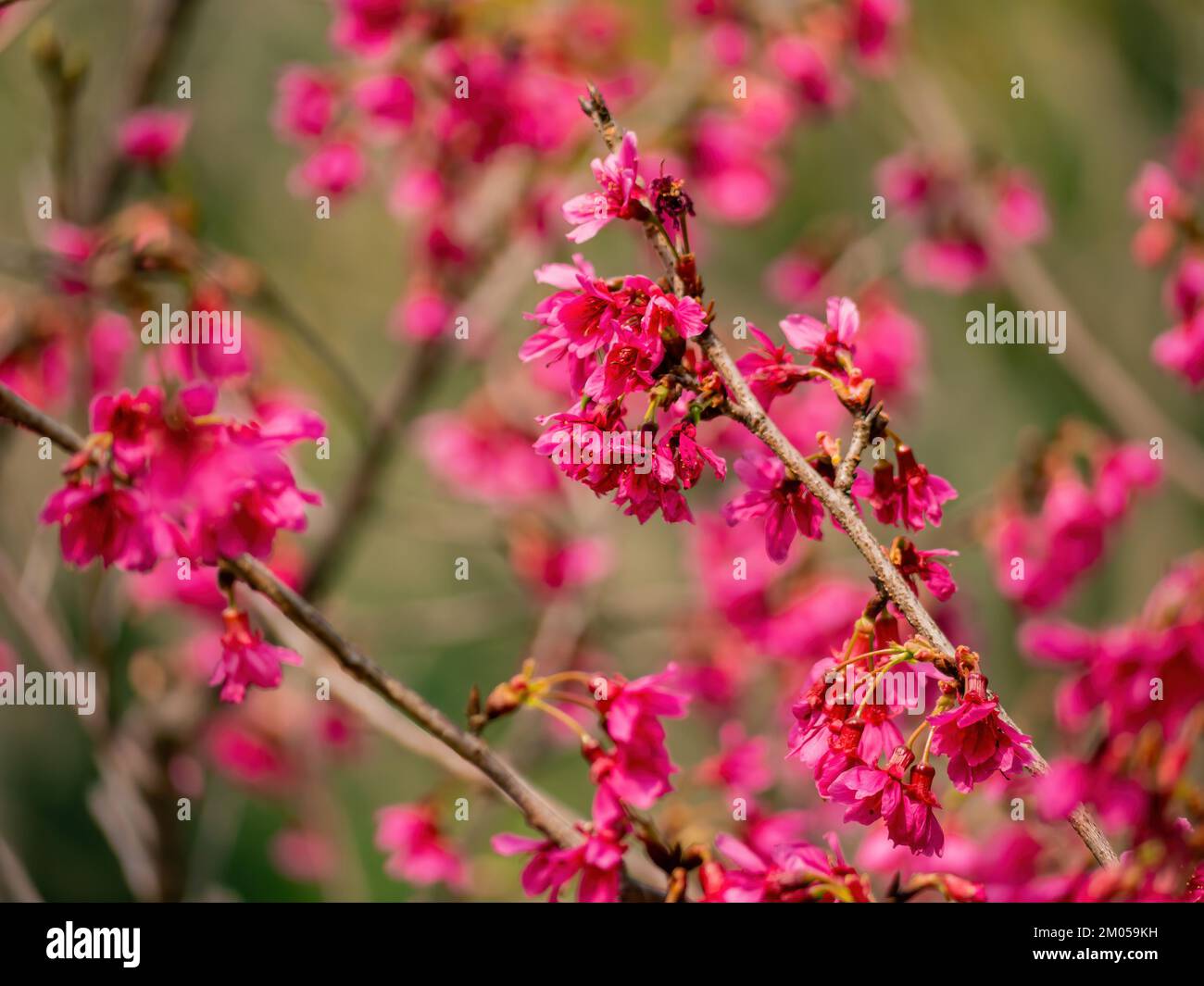 Chinese new year cherry blossom hi-res stock photography and images - Alamy
