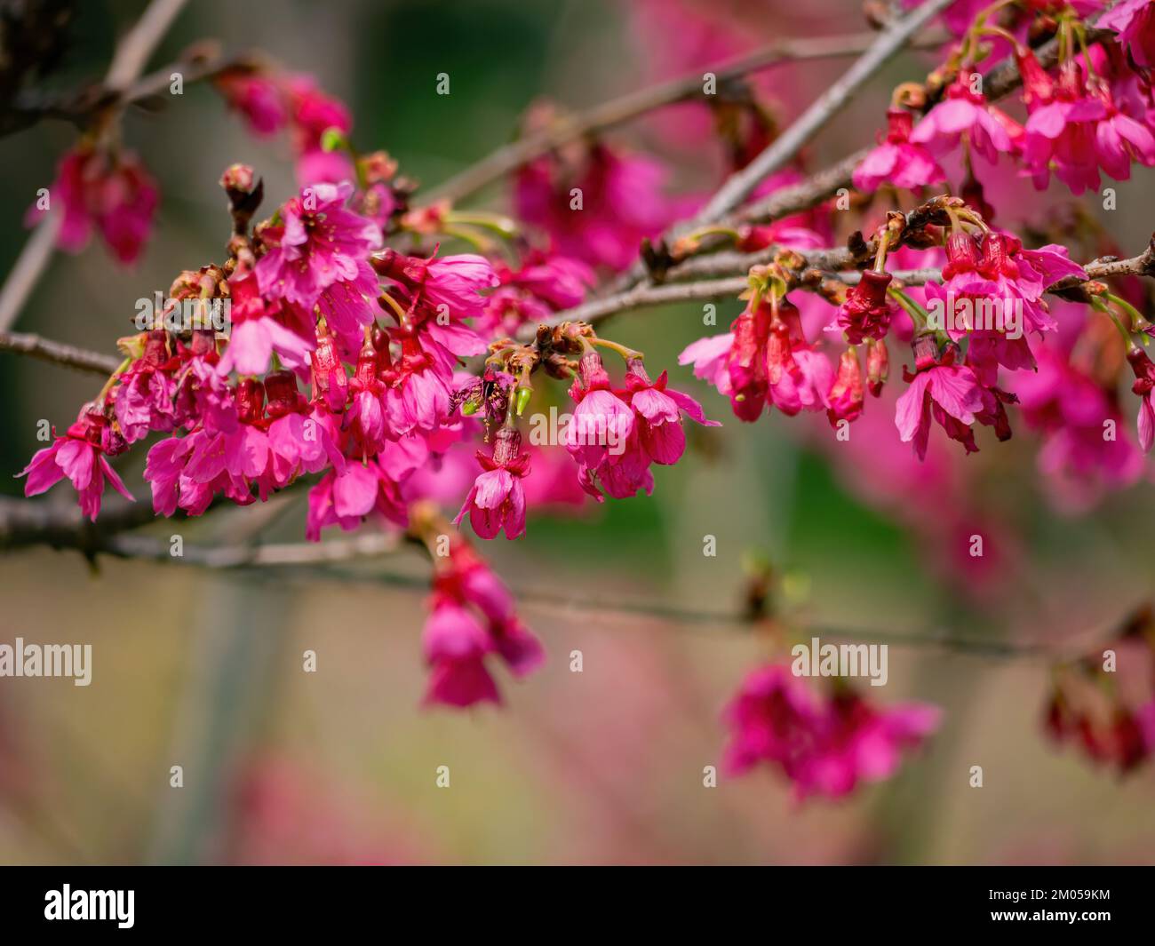 Lou lim ioc chinese garden hi-res stock photography and images - Alamy