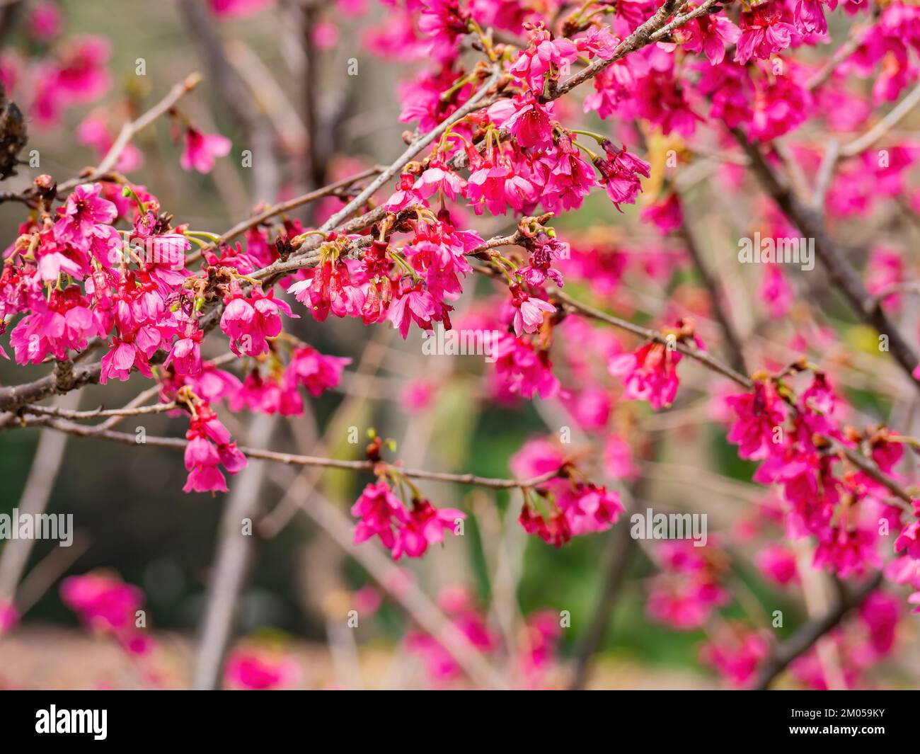 Lou lim ioc chinese garden hi-res stock photography and images - Alamy