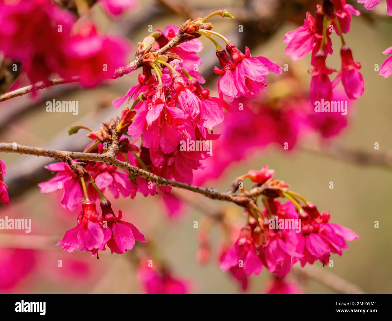 Lou lim ioc chinese garden hi-res stock photography and images - Alamy