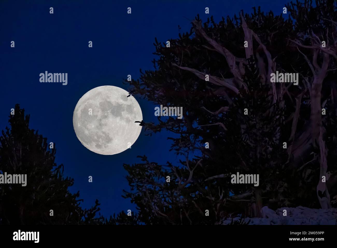 Twilight moonrise over the Patriarch Grove, Ancient Bristlecone Pine ...