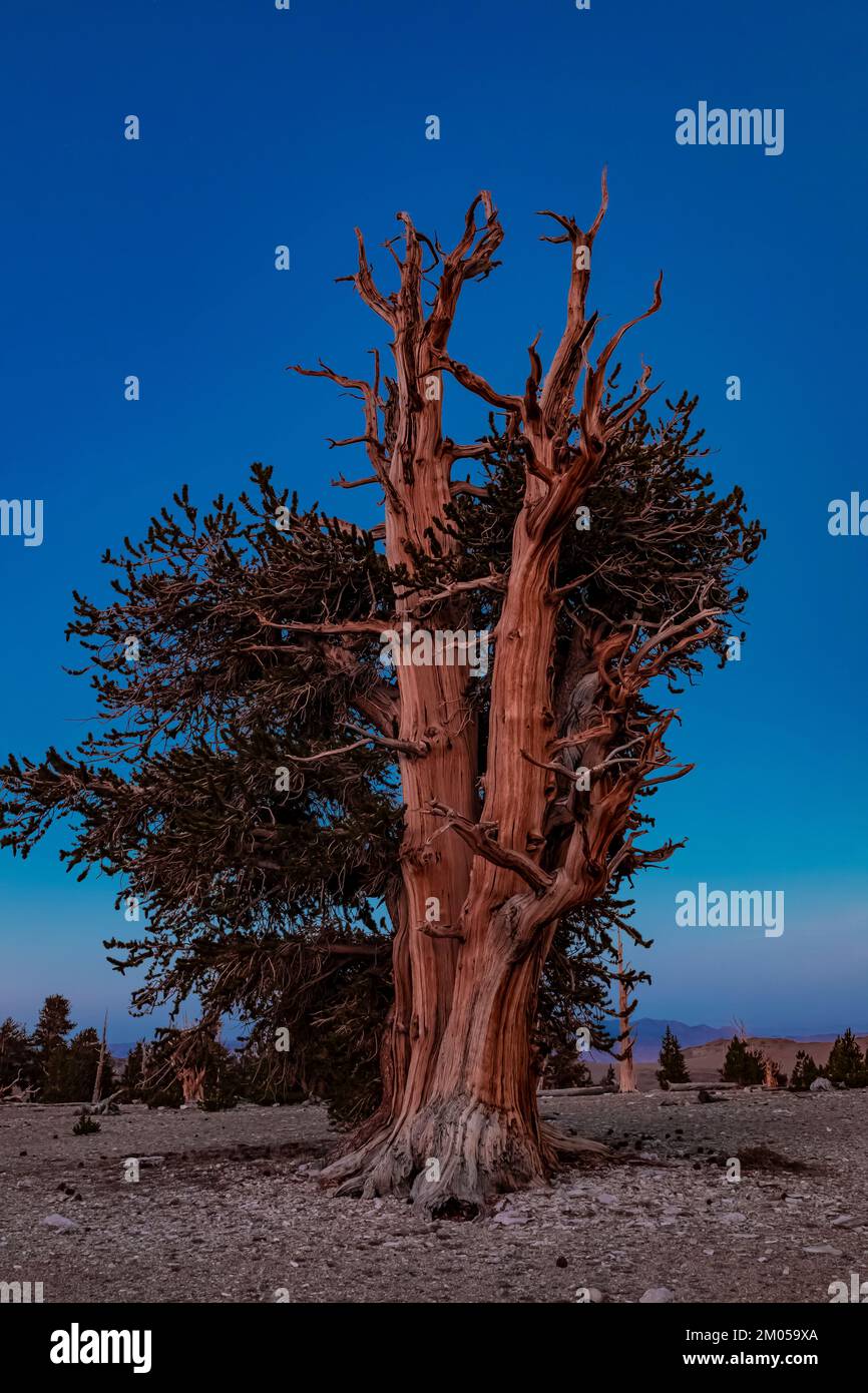 Alpenglow on Bristlecone Pine, Pinus longaeva, in Ancient Bristlecone ...