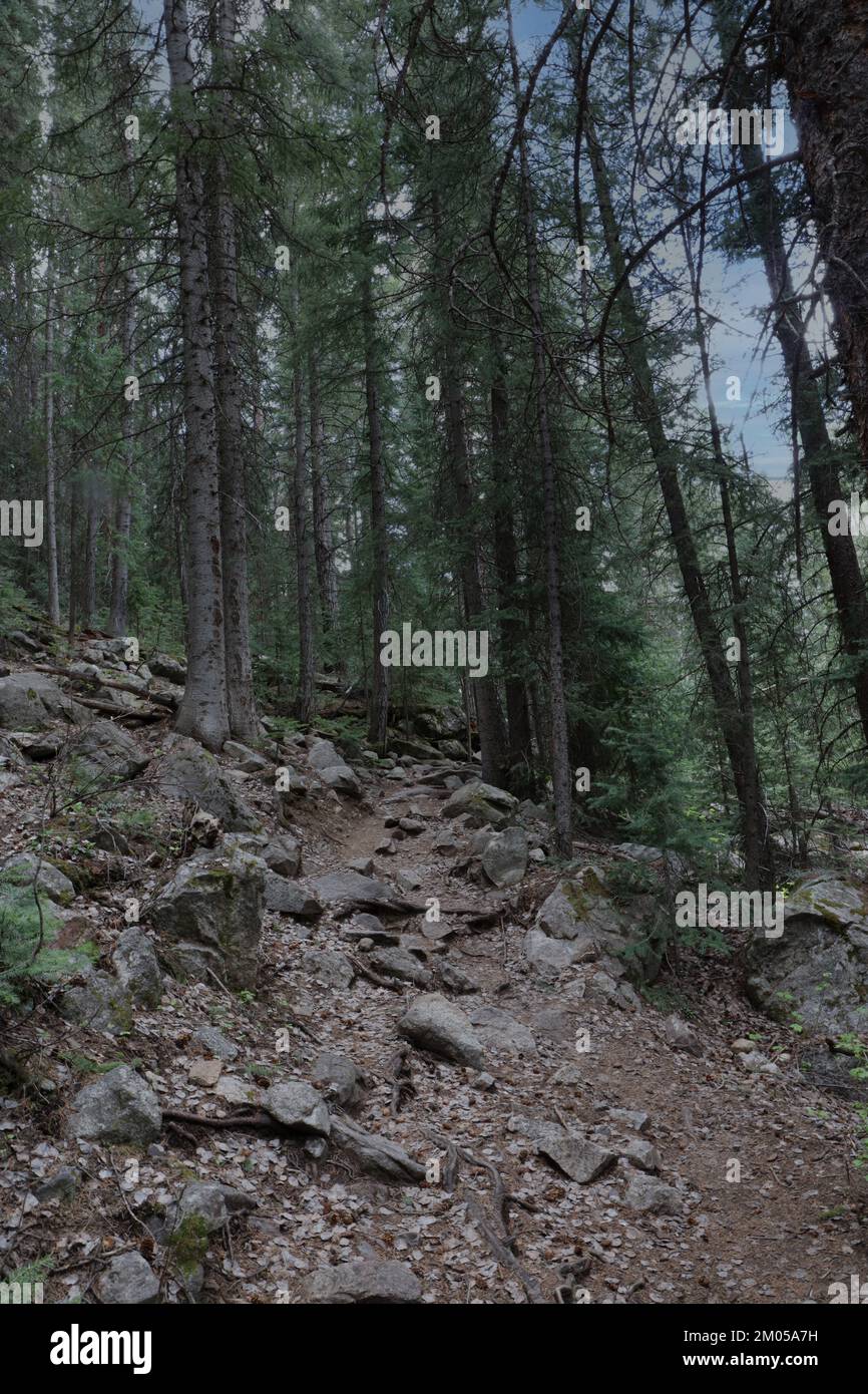 Weller Lake Trail, a rocky path through a forest of towering pines and ...