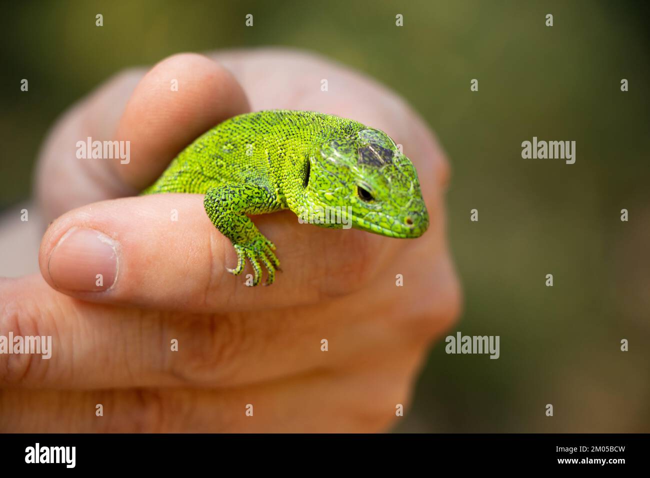 green lizard sitting on a hand caught in a park in Ukraine Stock Photo ...