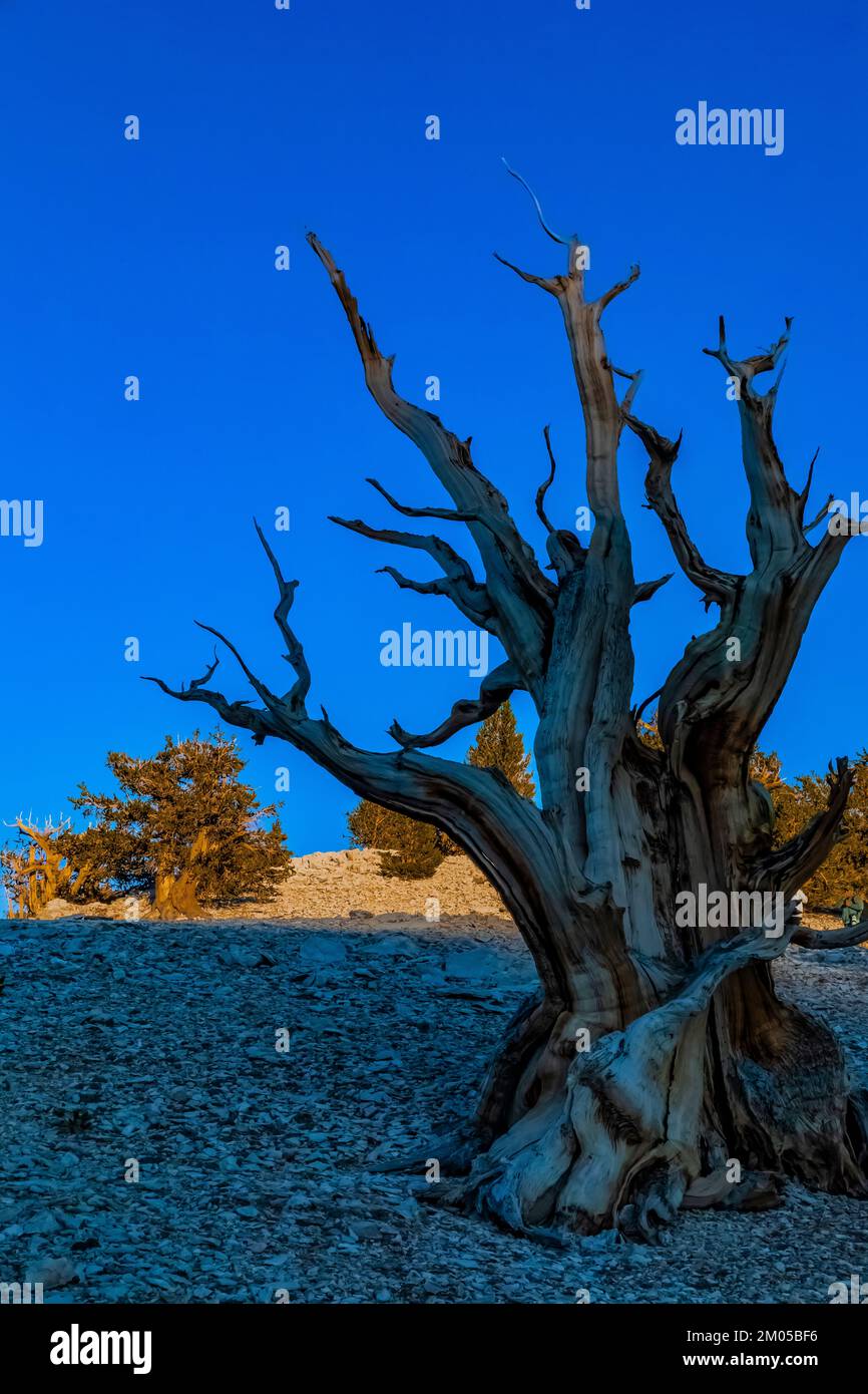 Sundown in the Patriarch Grove in Ancient Bristlecone Pine Forest, Inyo ...