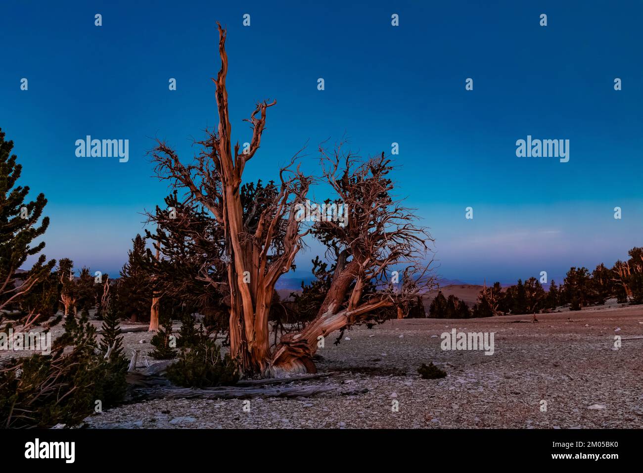 Alpenglow on Bristlecone Pine, Pinus longaeva, in Ancient Bristlecone ...