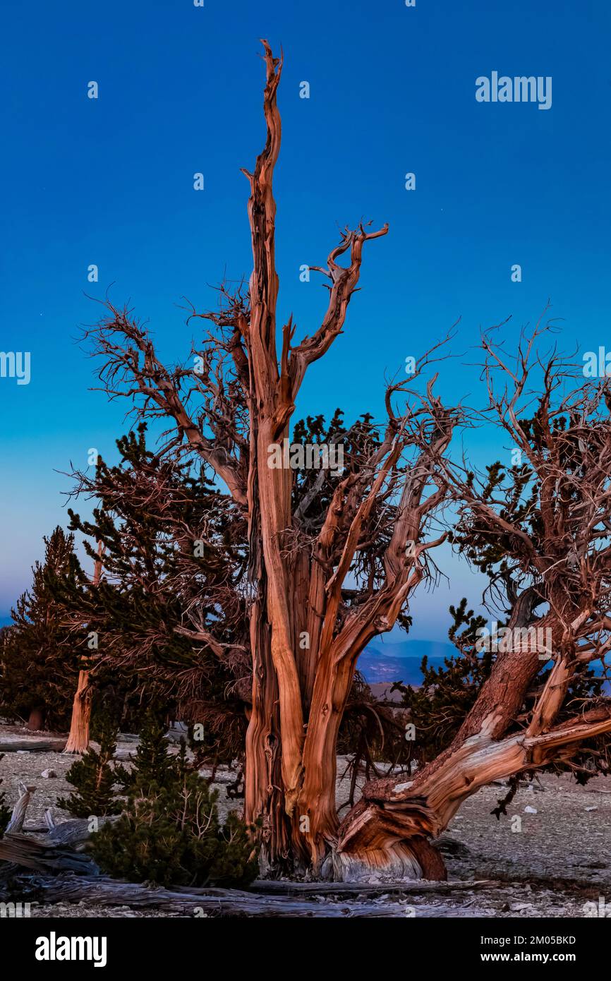 Alpenglow on Bristlecone Pine, Pinus longaeva, in Ancient Bristlecone ...