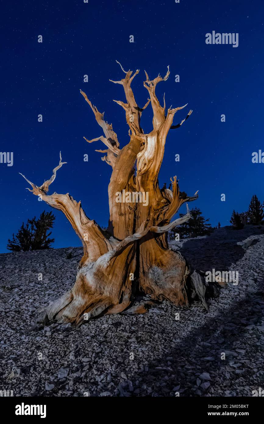 Lighting a dead Bristlecone Pine in Ancient Bristlecone Pine Forest ...