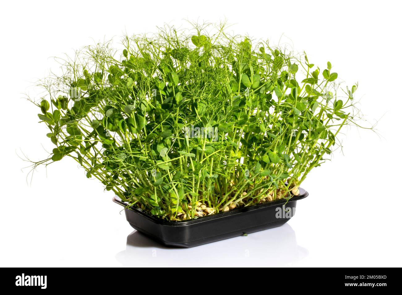 Growing vegetables in green Cut Out Stock Images & Pictures - Alamy