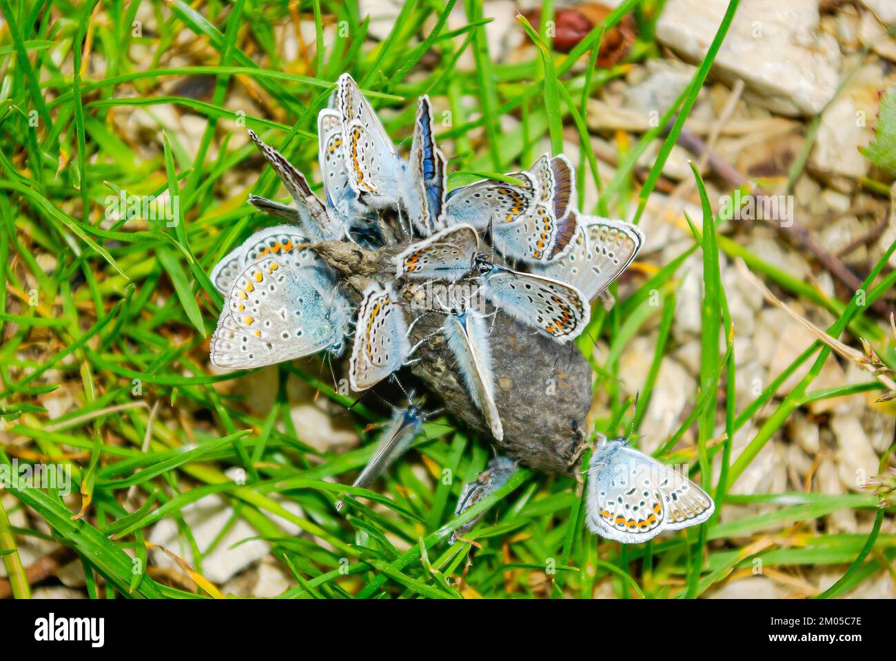 A cluster of lycaenidae, beautiful butterflies, gathered to feed on a ...