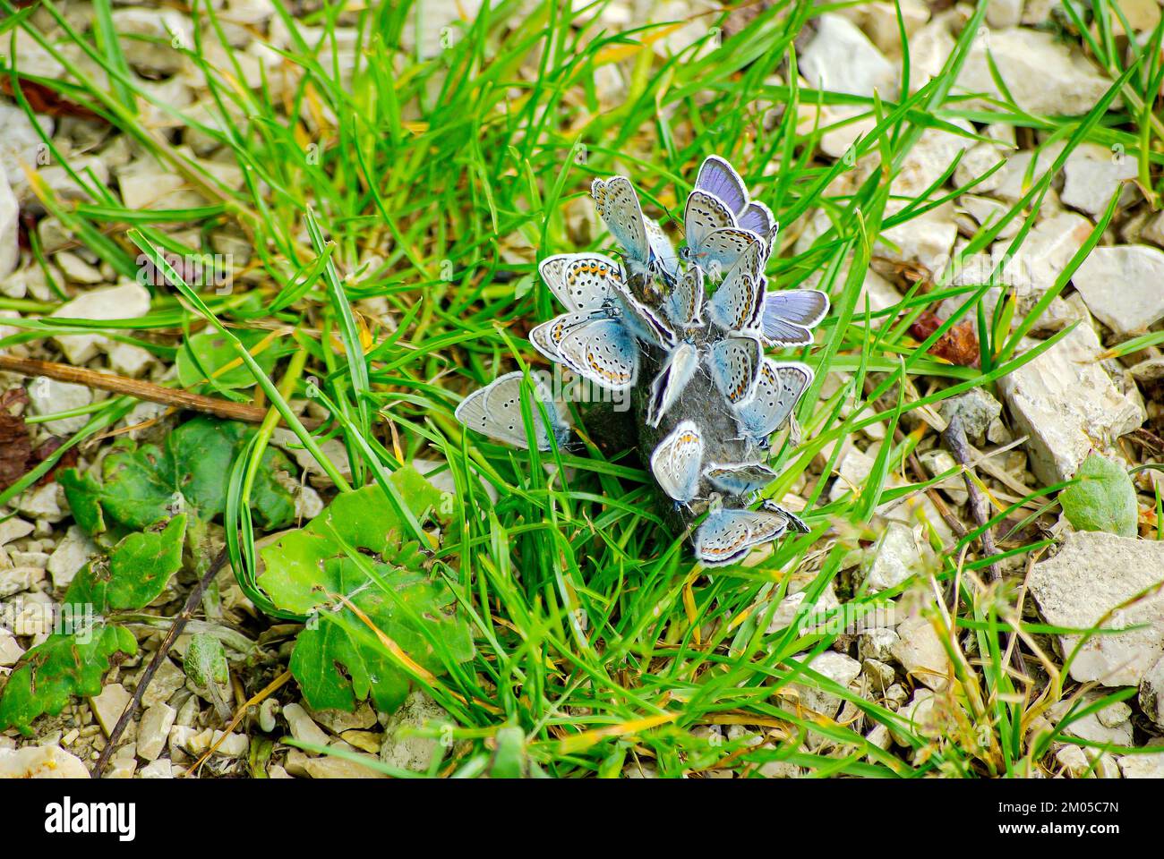 A cluster of lycaenidae, beautiful butterflies, gathered to feed on a ...