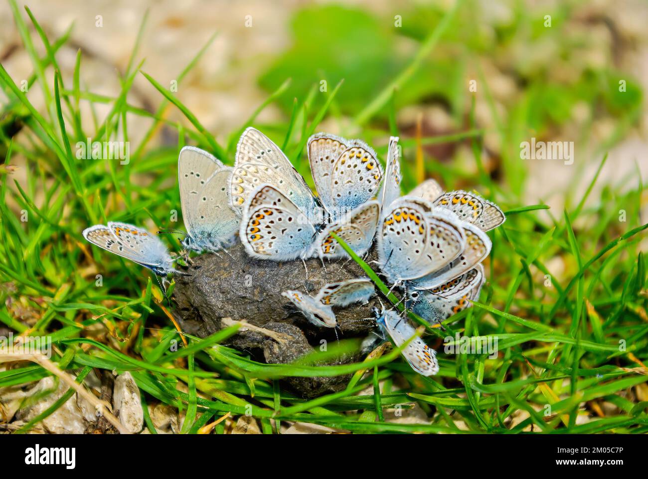 A cluster of lycaenidae, beautiful butterflies, gathered to feed on a ...