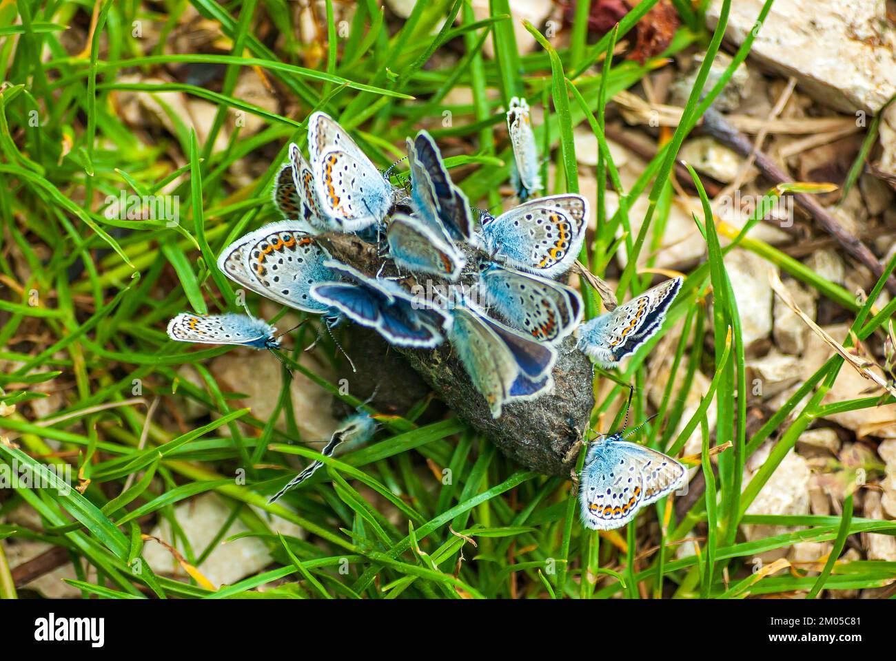 A cluster of lycaenidae, beautiful butterflies, gathered to feed on a ...
