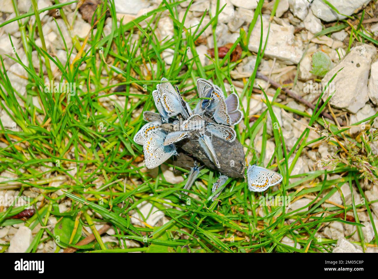 A cluster of lycaenidae, beautiful butterflies, gathered to feed on a ...