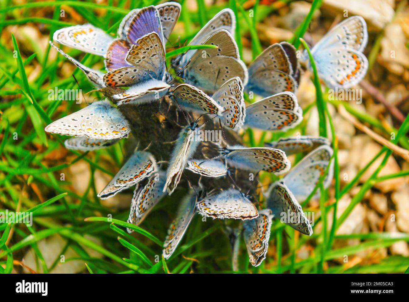 A cluster of lycaenidae, beautiful butterflies, gathered to feed on a ...