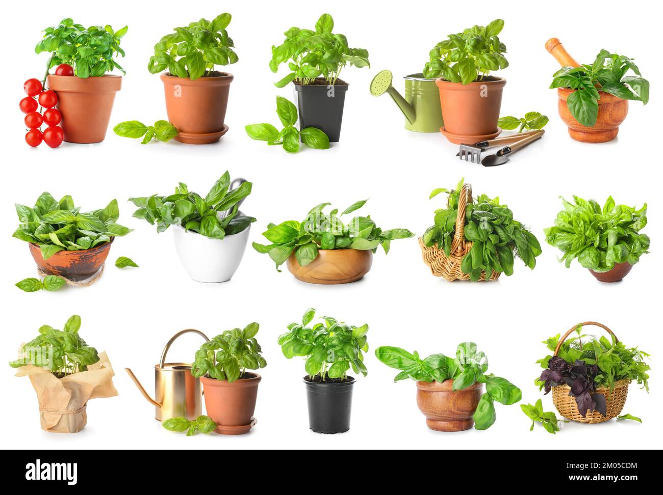 Set of fresh basil isolated on white Stock Photo - Alamy