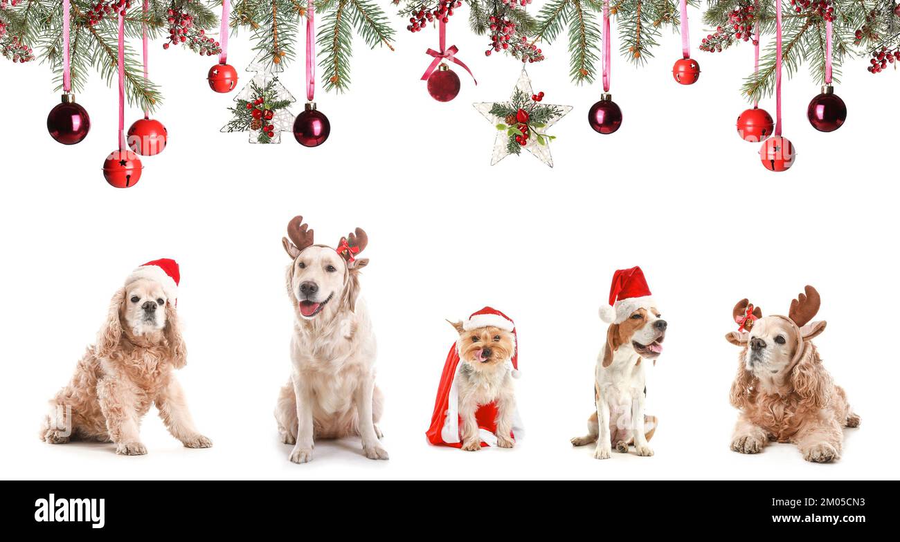 Set of cute dogs with Christmas decor isolated on white Stock Photo - Alamy