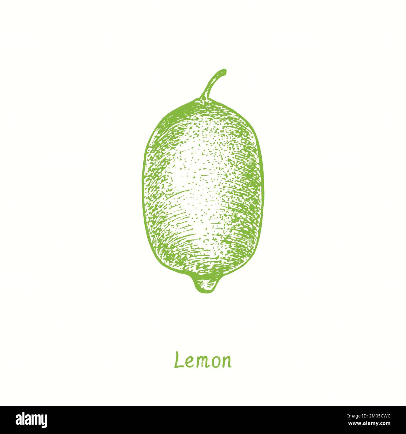 Whole lemon fruit. Ink doodle drawing in woodcut style Stock Photo - Alamy