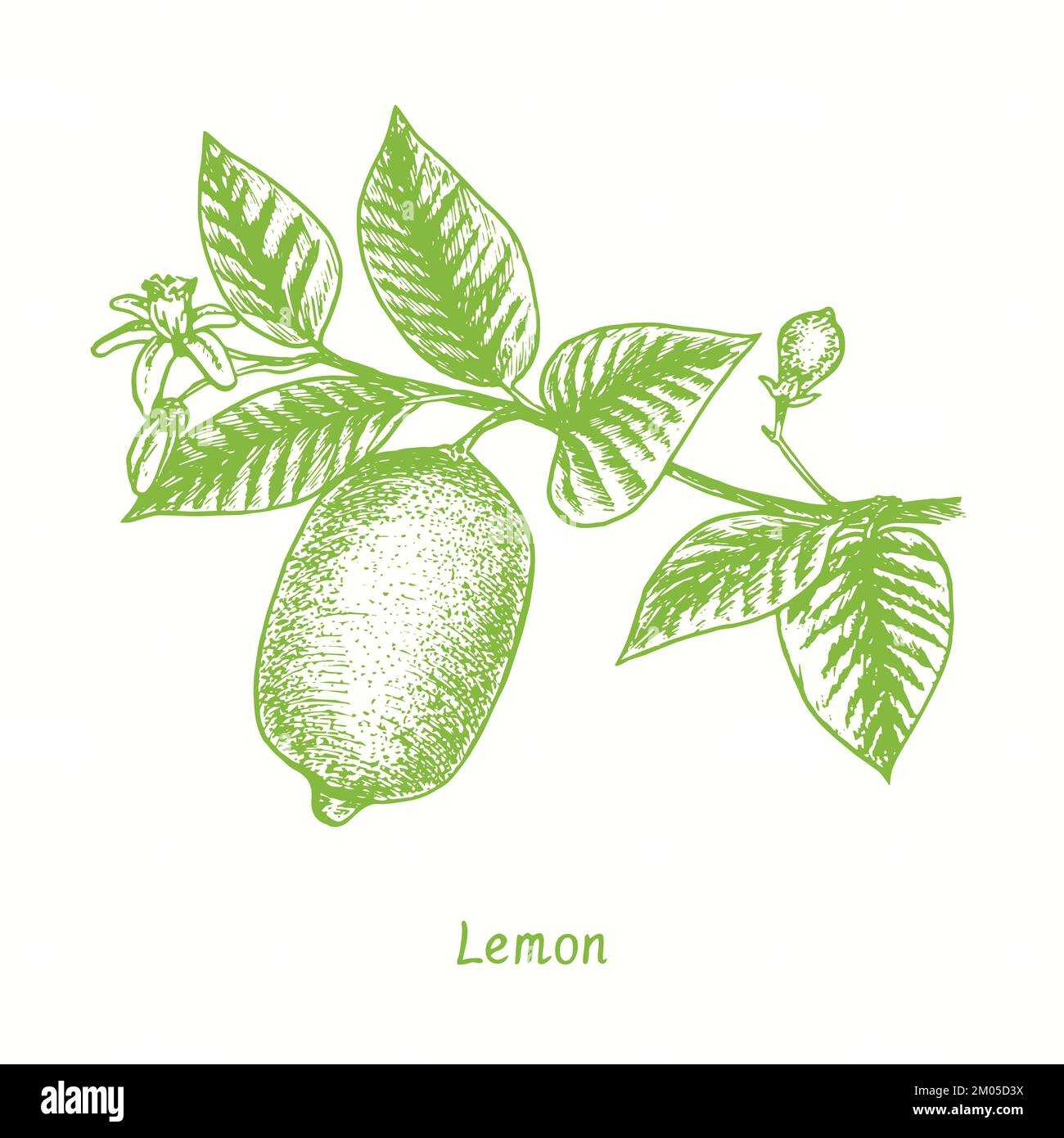 Lemon fruit twig with leaves and flowers. Ink doodle drawing in woodcut ...