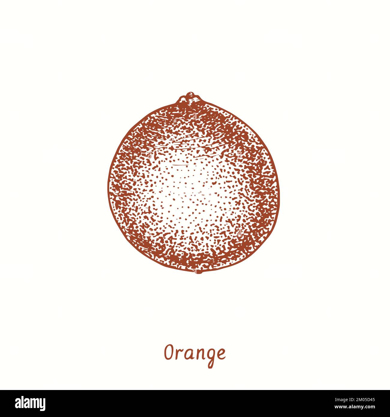 Orange whole fruit. Ink yellow doodle drawing in woodcut style Stock ...