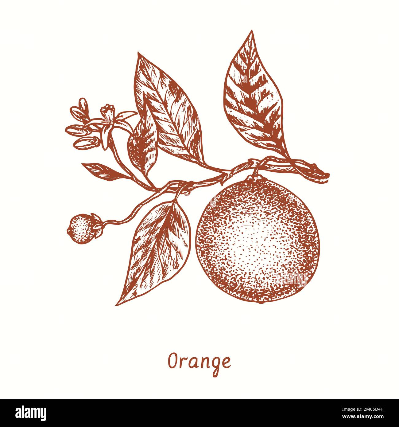 Orange fruit twig with leaves, fruit and flowers. Ink doodle drawing in ...
