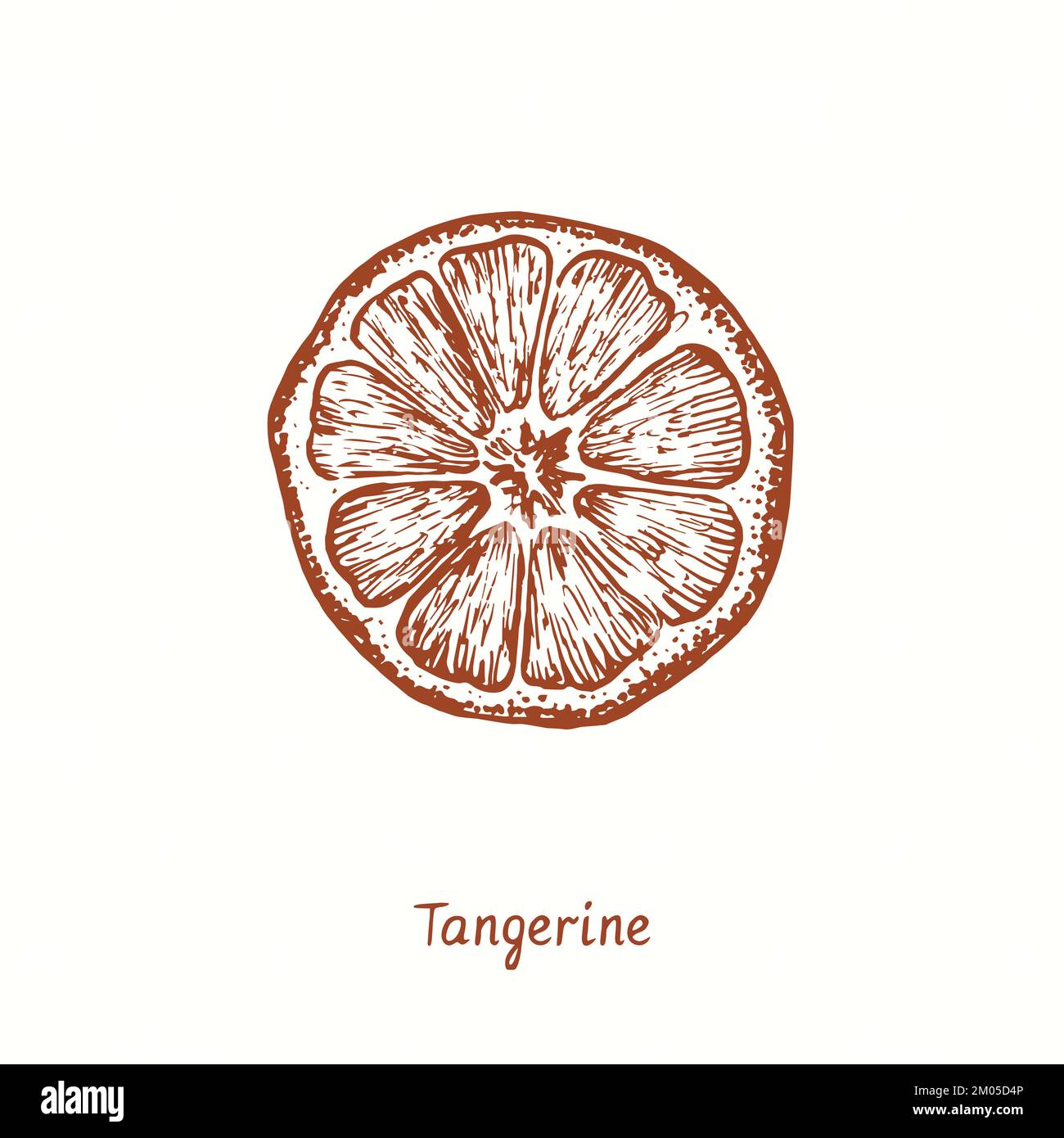 Tangerine fruit cut slice. Ink doodle drawing in woodcut style Stock ...