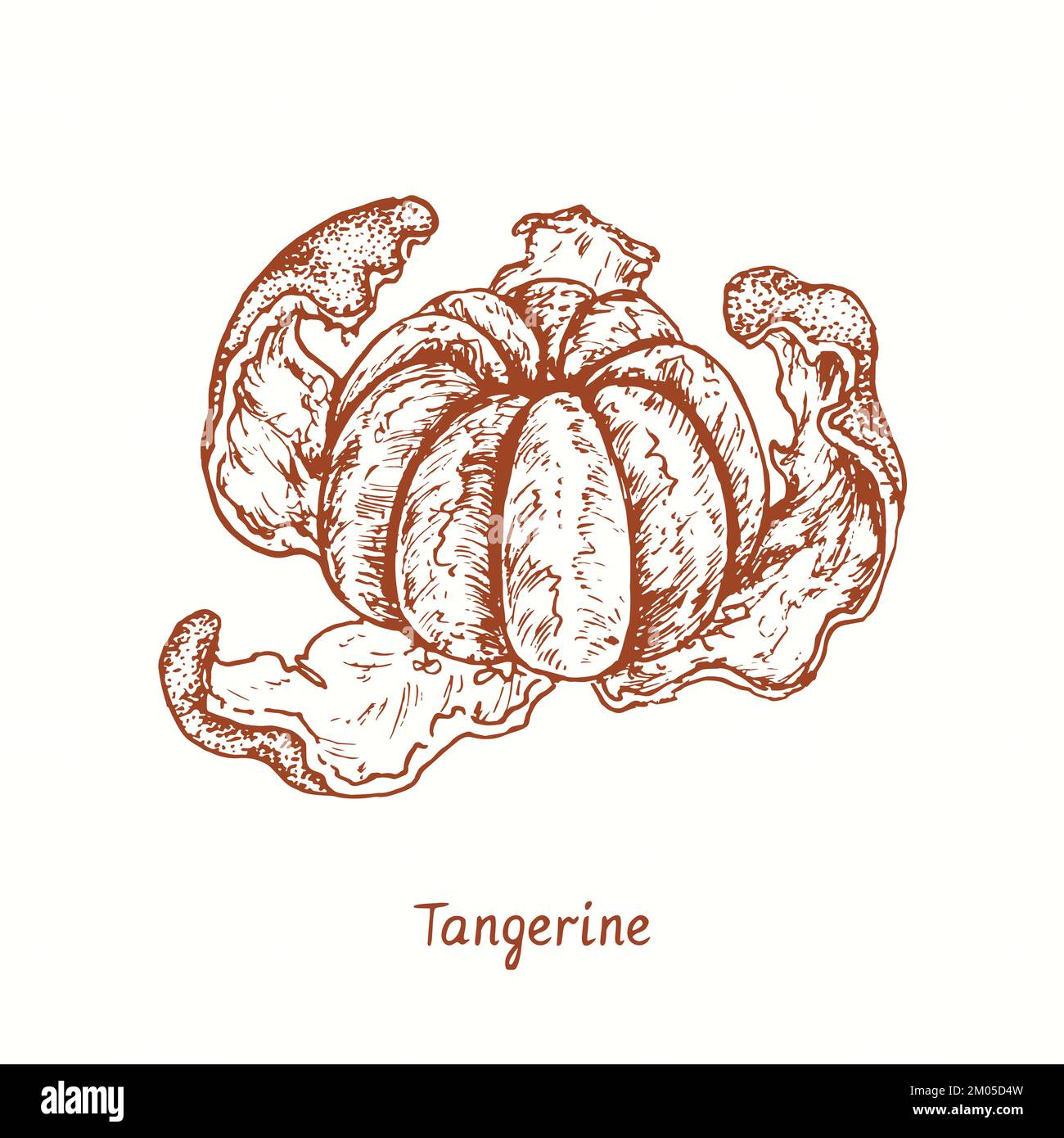 Tangerine peeled fruit. Ink doodle drawing in woodcut style Stock Photo ...