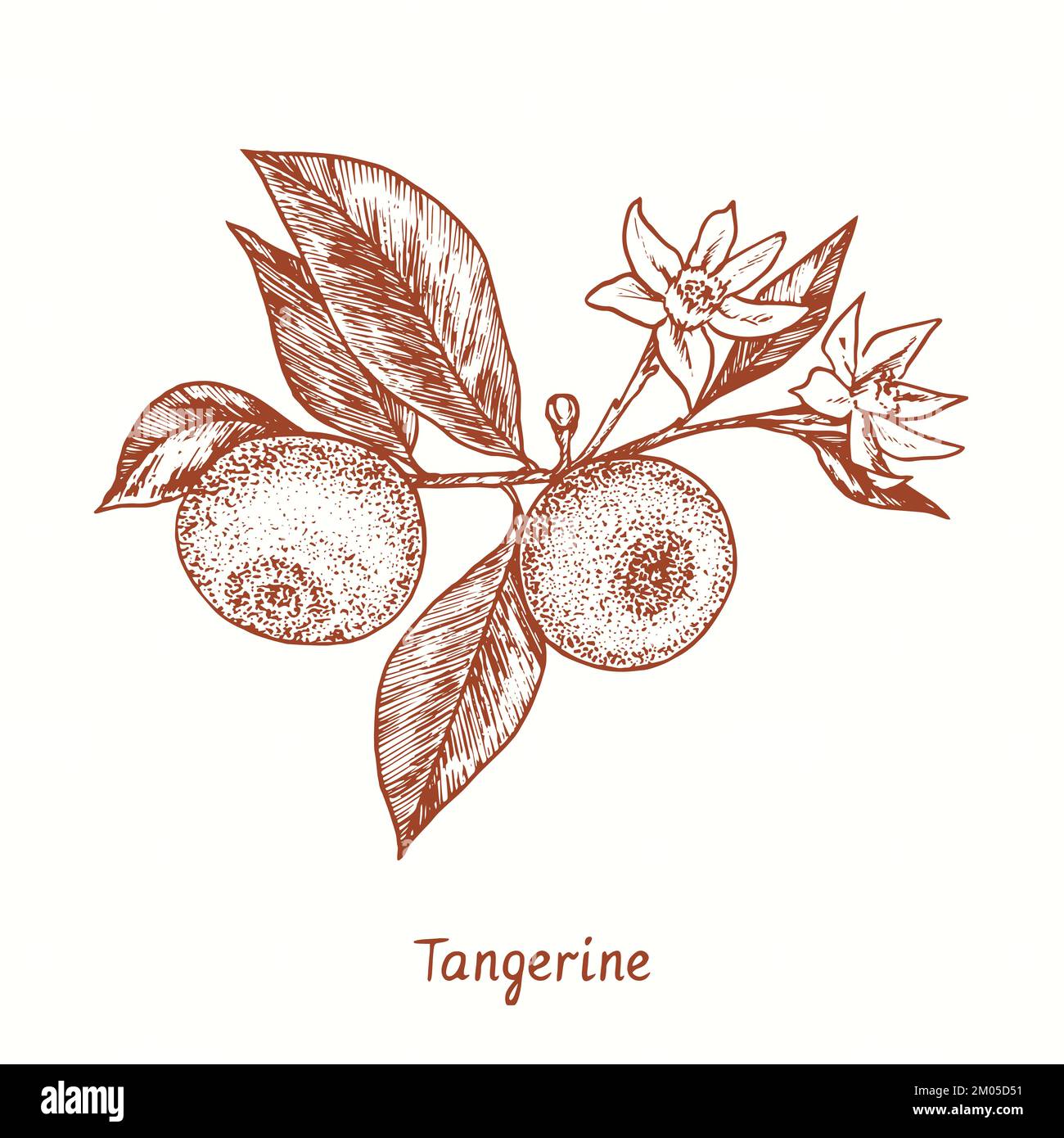 Tangerine fruit twig with leaves, fruit and flowers. Ink doodle drawing ...