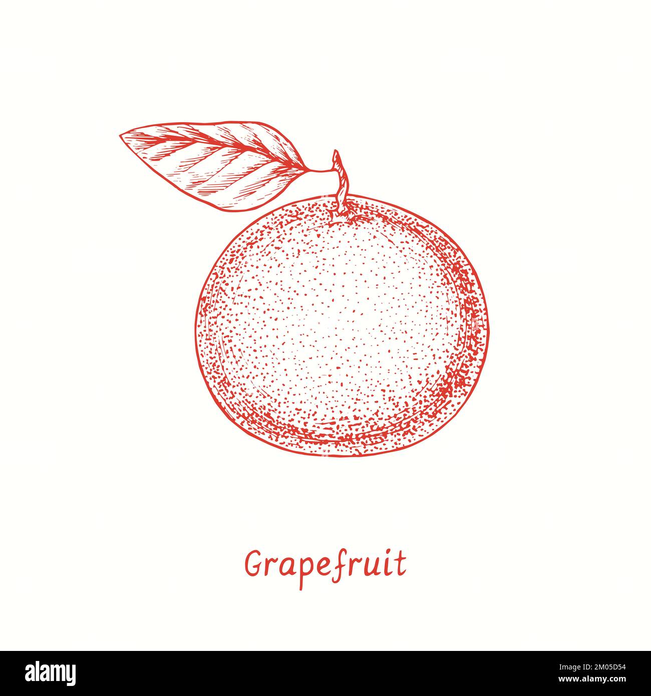 Grapefruit whole fruit with leaf. Ink doodle drawing in woodcut style ...