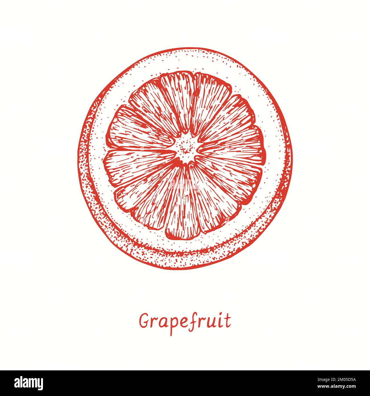 Grapefruit cut slice. Ink doodle drawing in woodcut style Stock Photo ...