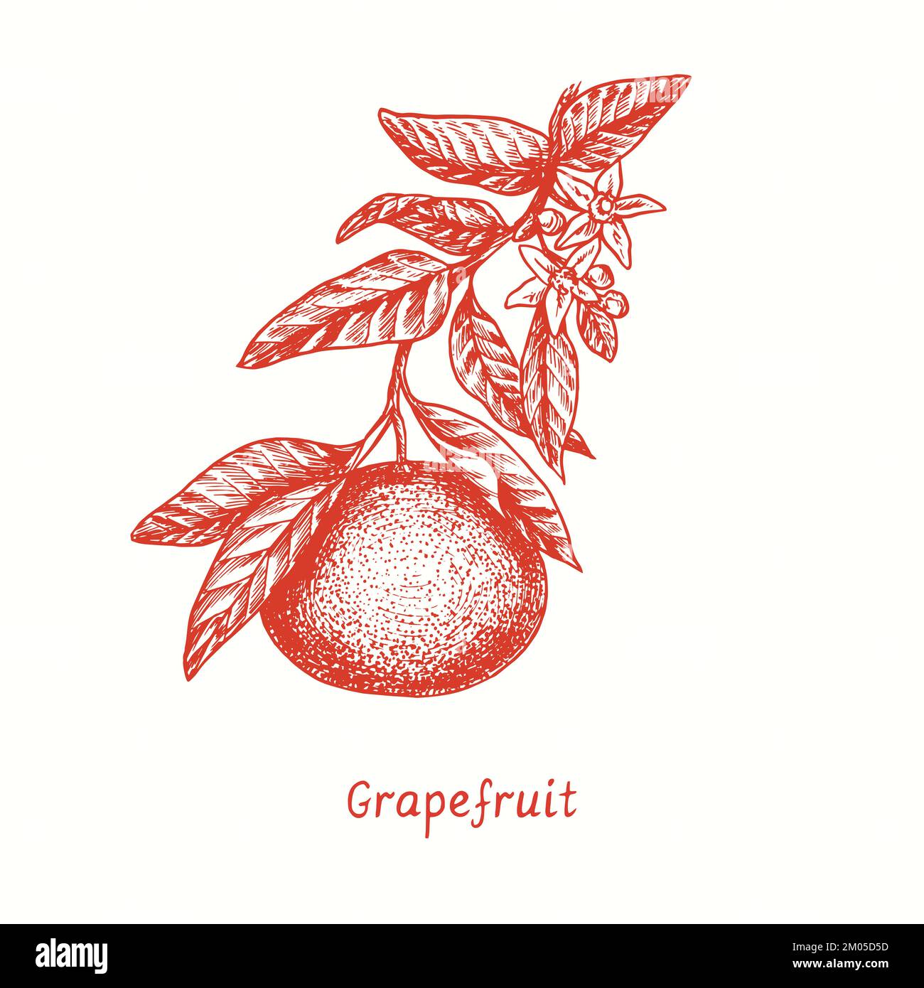Grapefruit fruit twig with leaves, fruit and flowers. Ink doodle ...