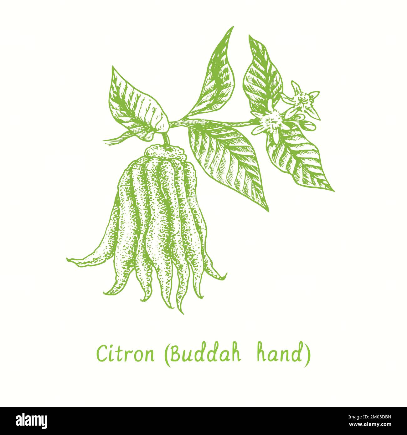 Citron (Buddah hand) fruit twig with leaves and flowers. Ink doodle ...