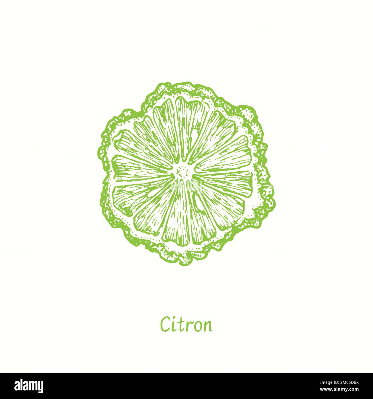 Citron cut slice fruit. Ink doodle drawing in woodcut style Stock Photo ...