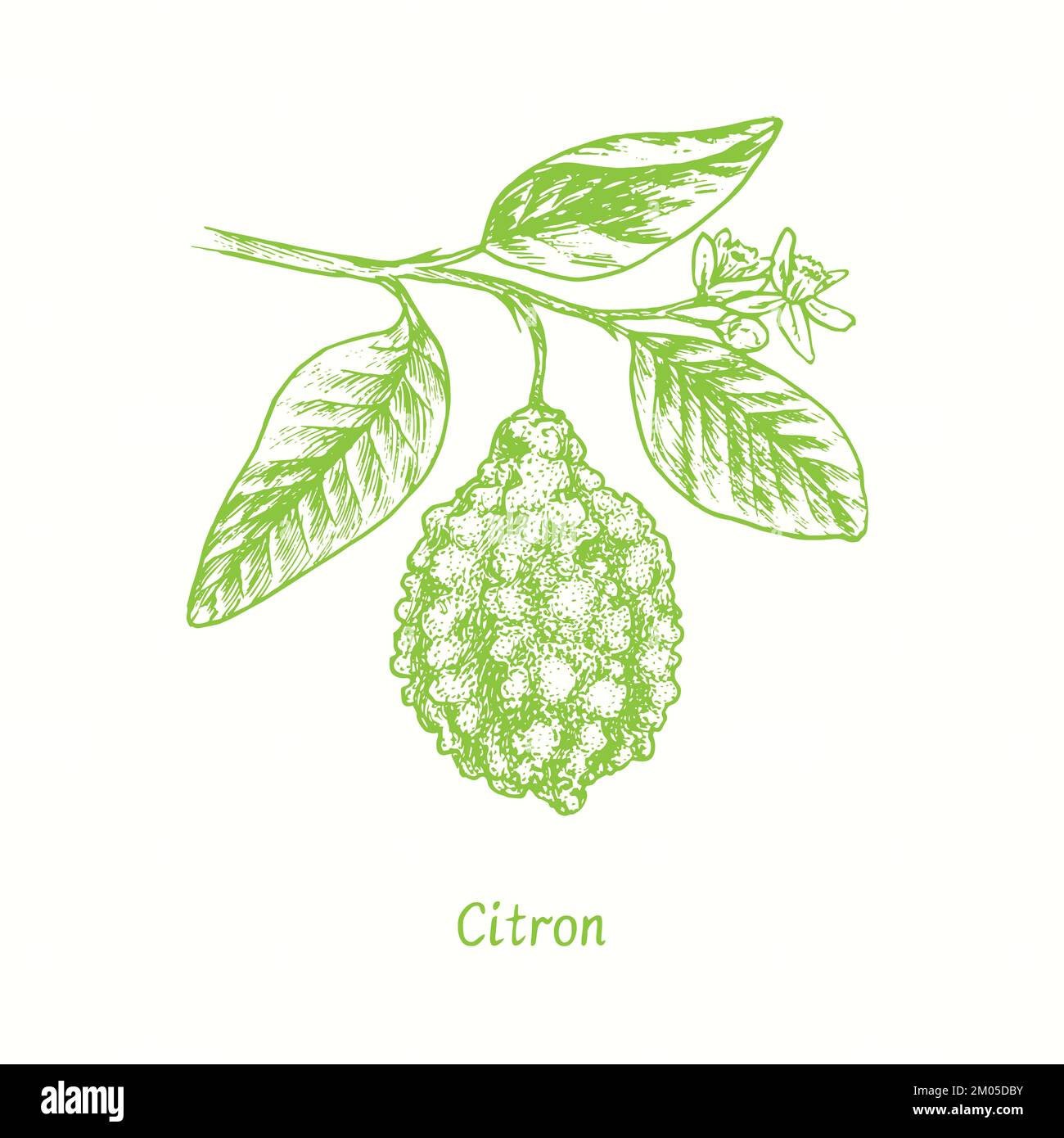 Citron fruit twig with leaves and flowers. Ink doodle drawing in ...