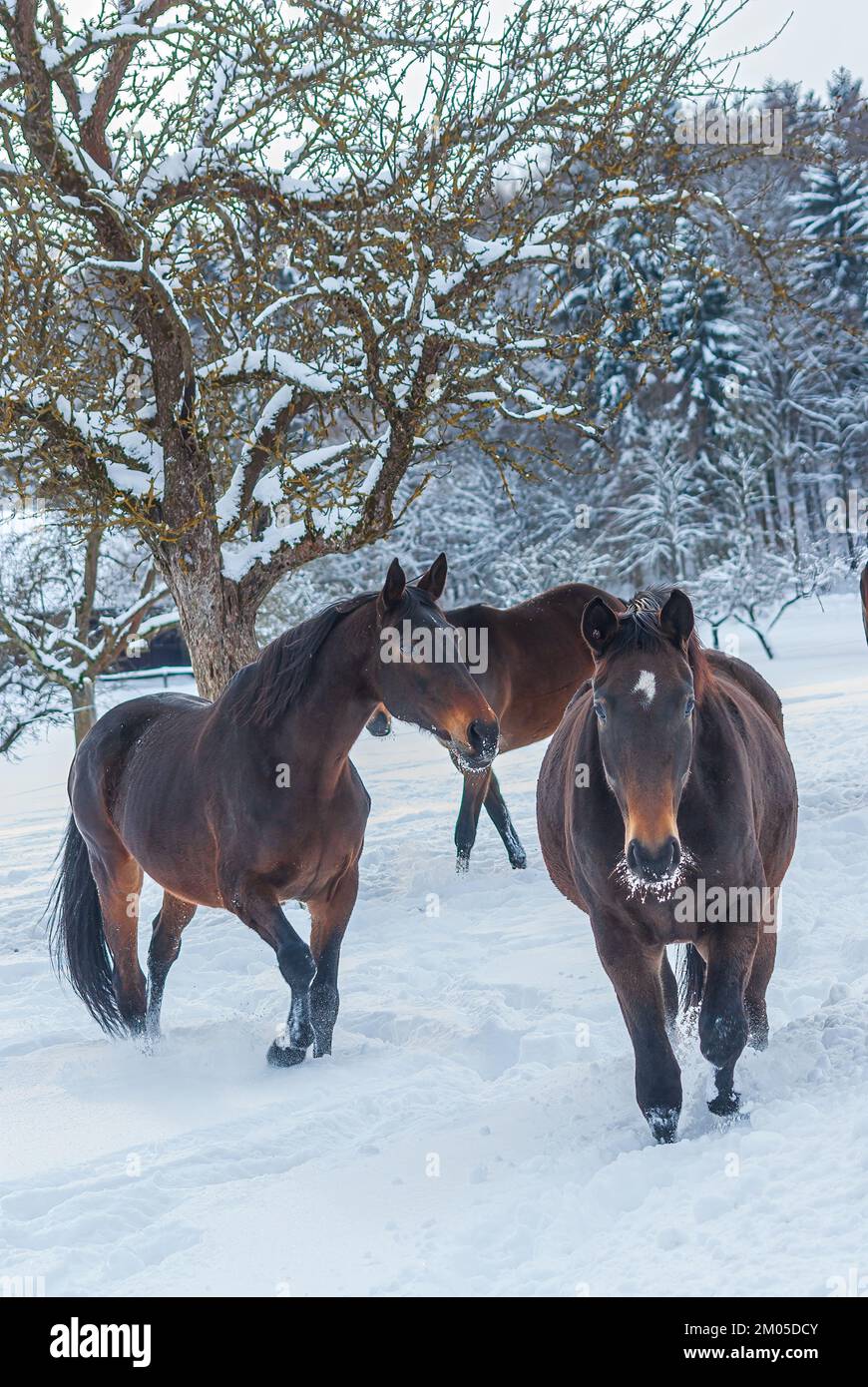 Brown horses in a deep snowy paddock in the countryside in winter Stock ...