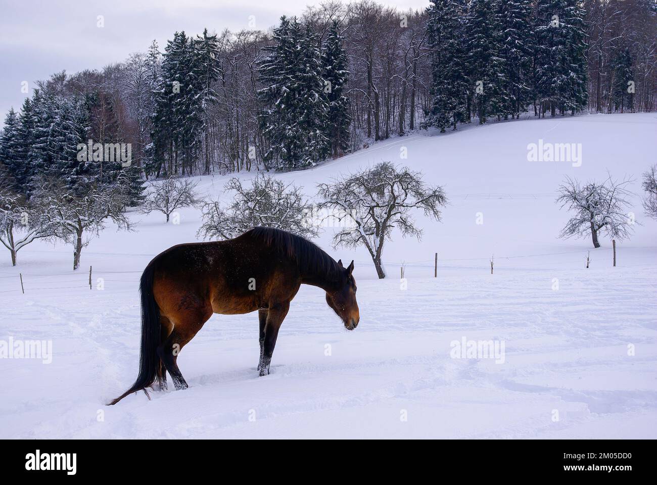 Brown horse in a deep snowy paddock in the countryside in winter Stock ...