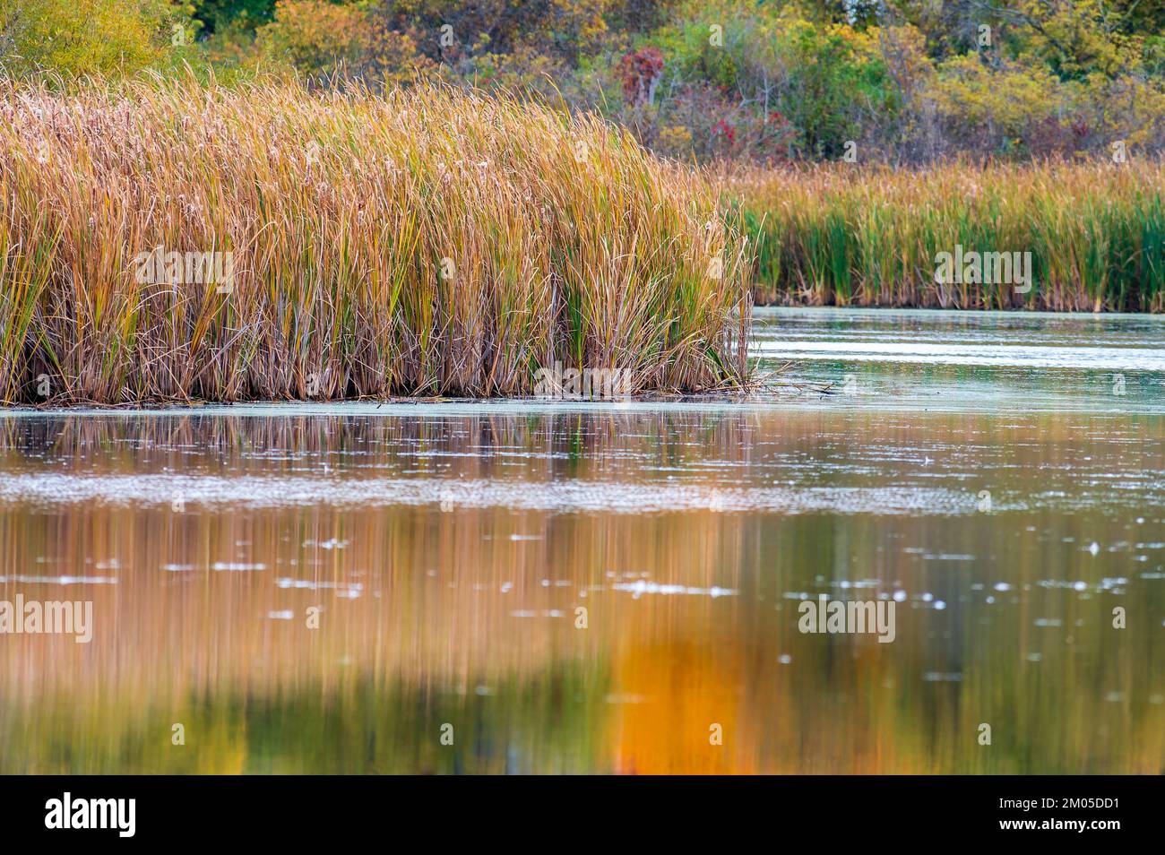 Tall herb vegetation hi-res stock photography and images - Alamy