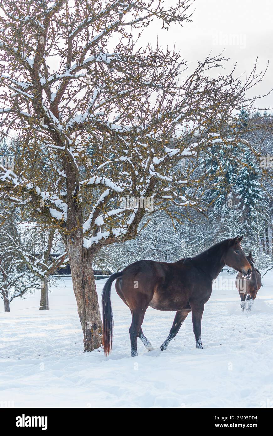 Brown horses in a deep snowy paddock in the countryside in winter Stock ...