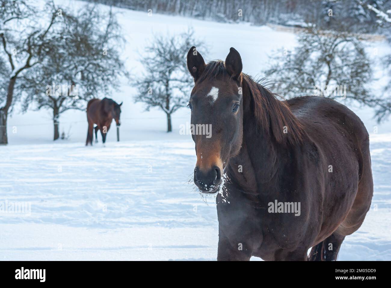 Barnyard creature hi-res stock photography and images - Alamy
