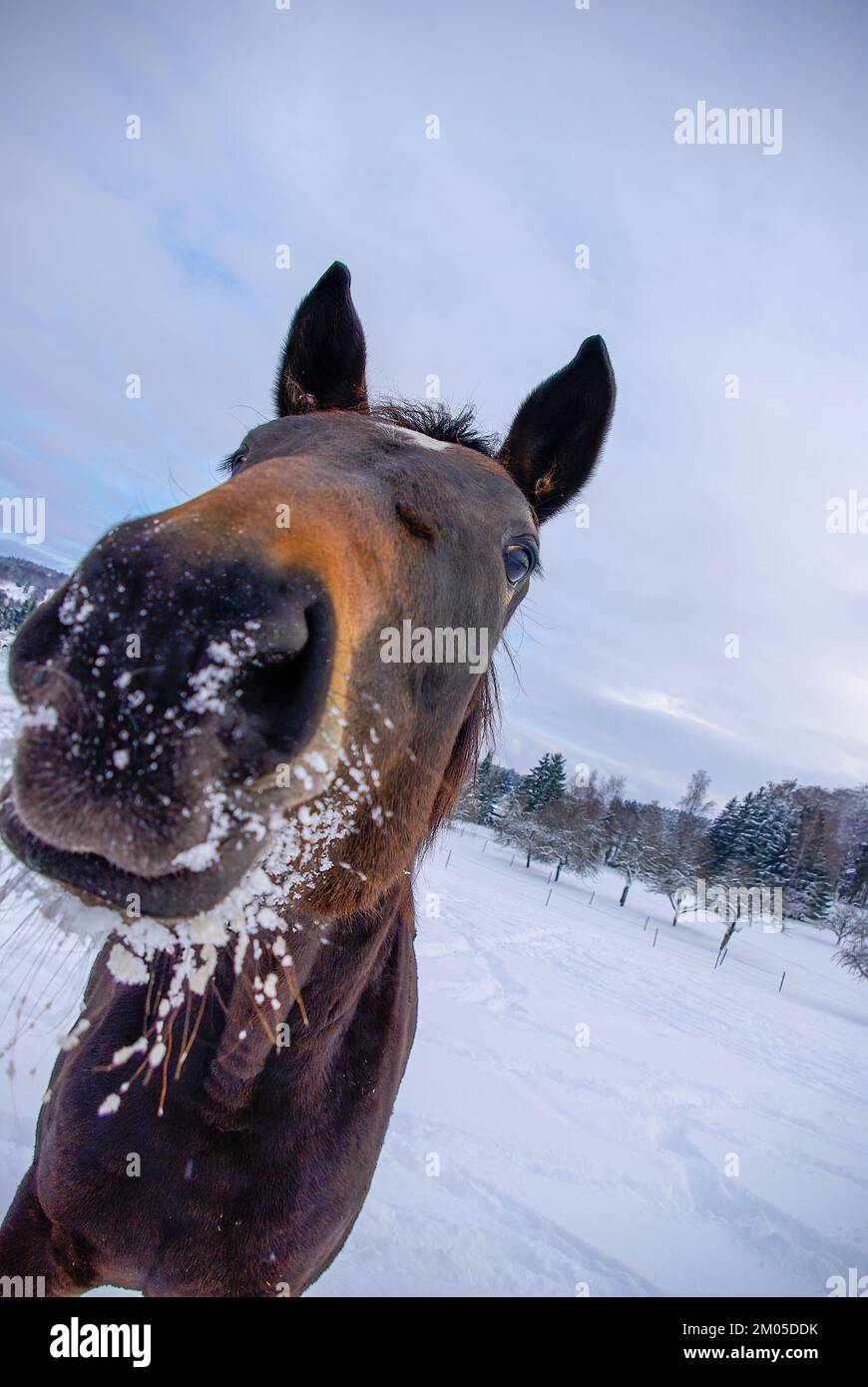 Brown horses in a deep snowy paddock in the countryside in winter Stock ...