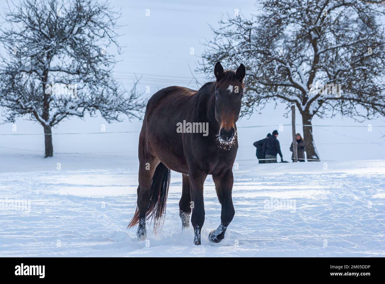Horse horse breeding horse animal hi-res stock photography and images ...