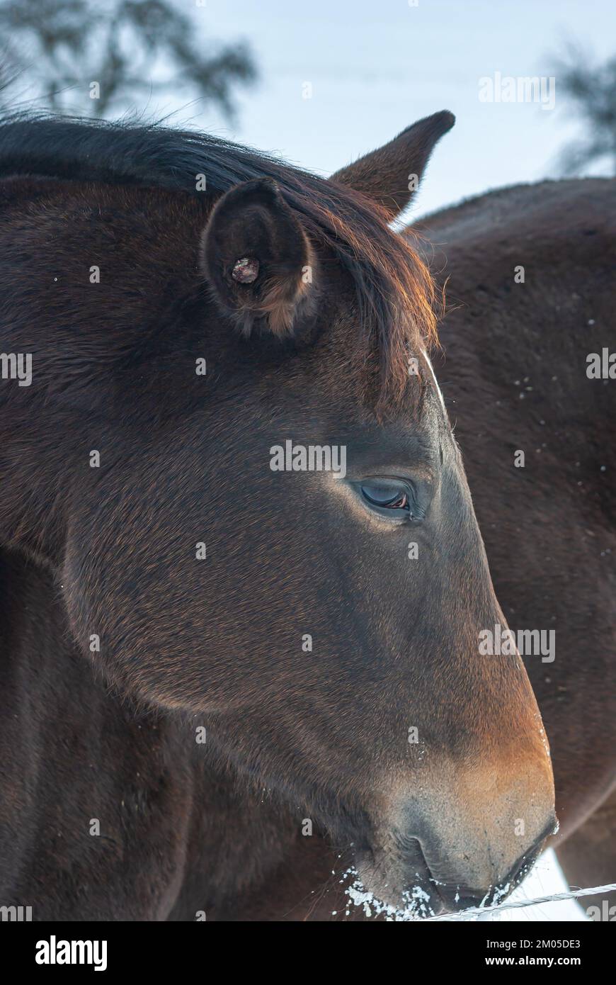 Brown horses in a deep snowy paddock in the countryside in winter Stock ...