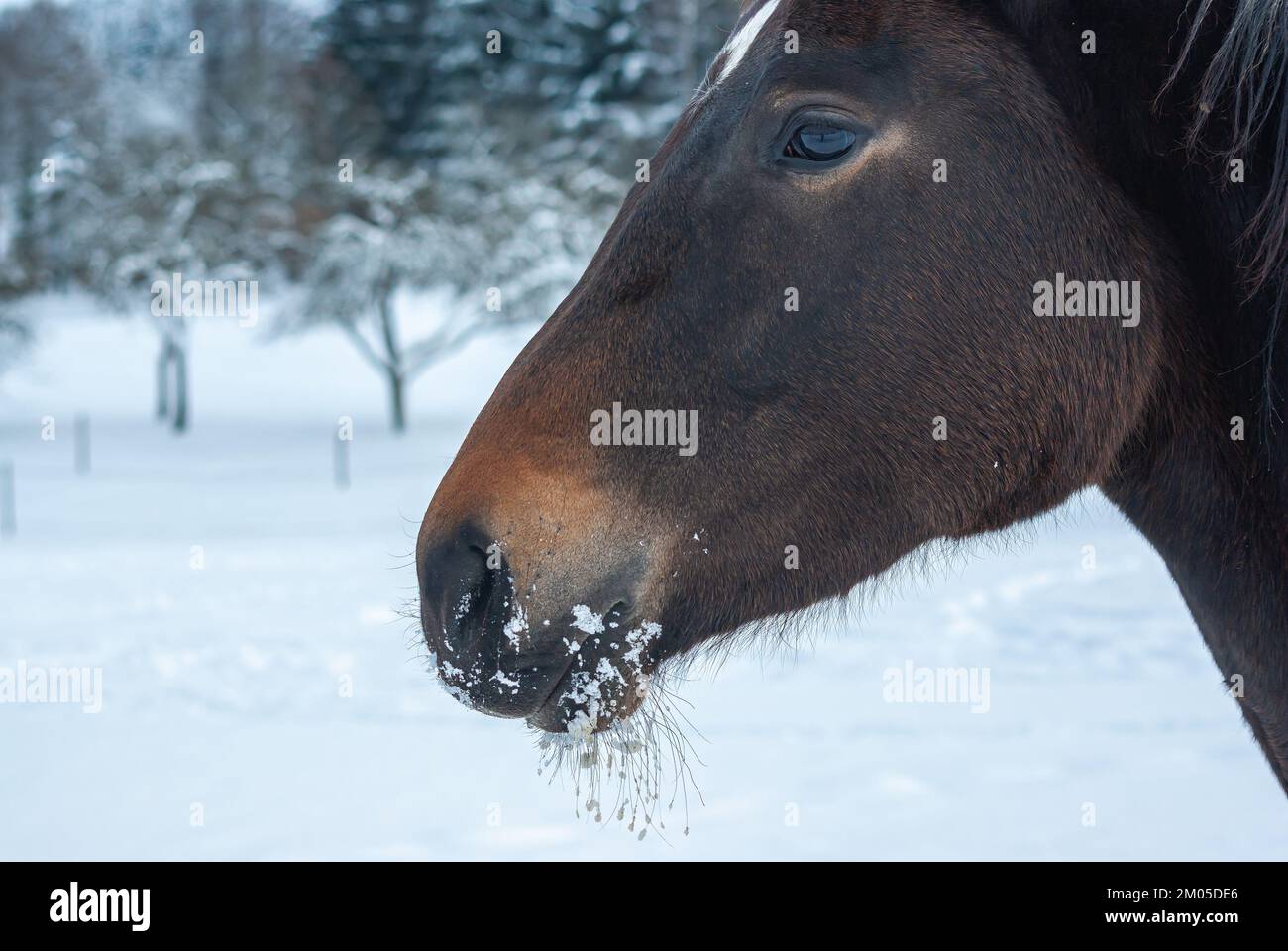 Brown horses in a deep snowy paddock in the countryside in winter Stock ...