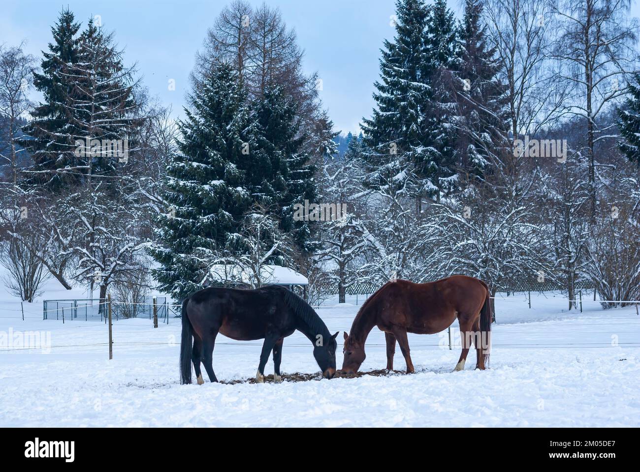 Brown horses in a deep snowy paddock in the countryside in winter Stock ...