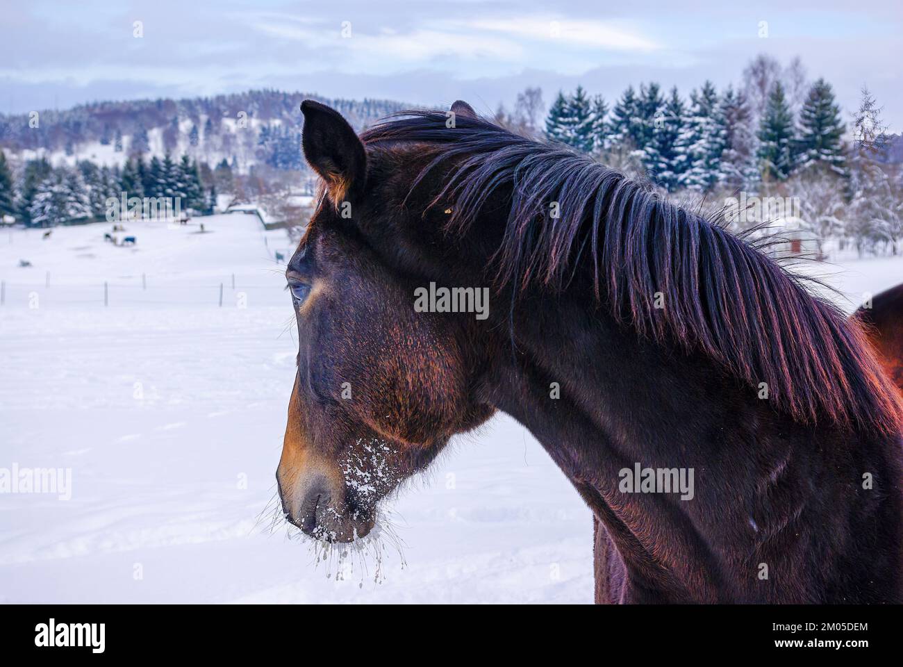 Brown horse in a deep snowy paddock in the countryside in winter Stock ...