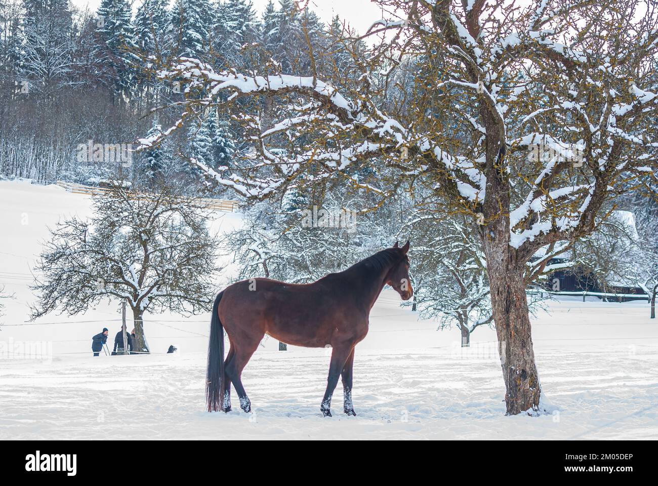 Horse in a winter landscape hi-res stock photography and images - Alamy