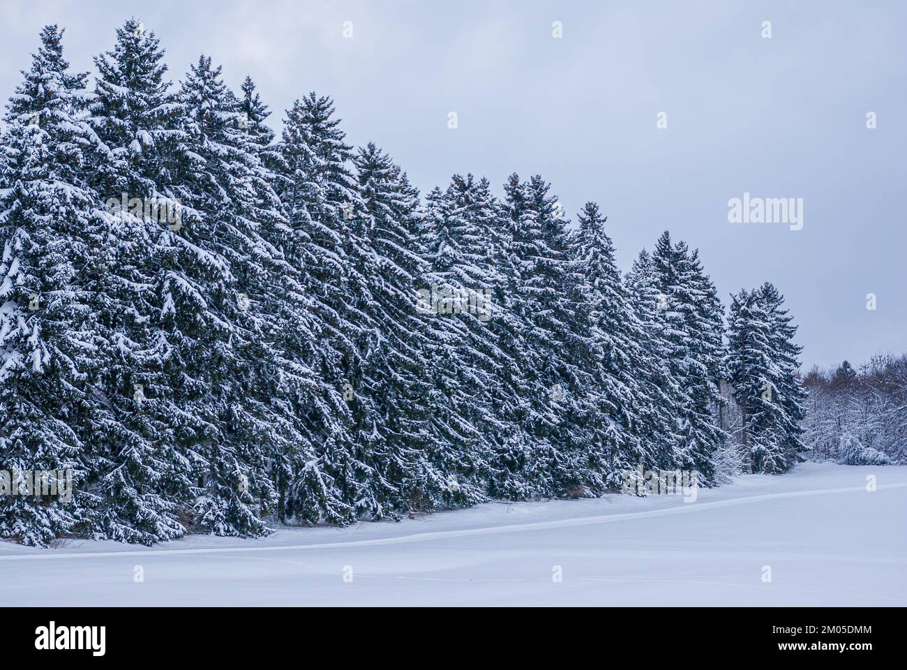 Forest behind hi-res stock photography and images - Alamy