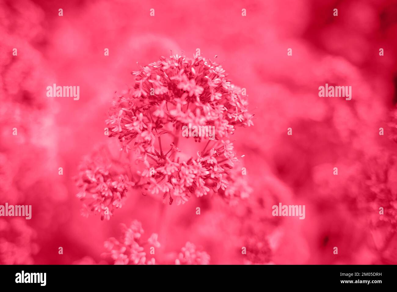 beautiful bright spring flowers colors 2023 viva magenta Stock Photo ...