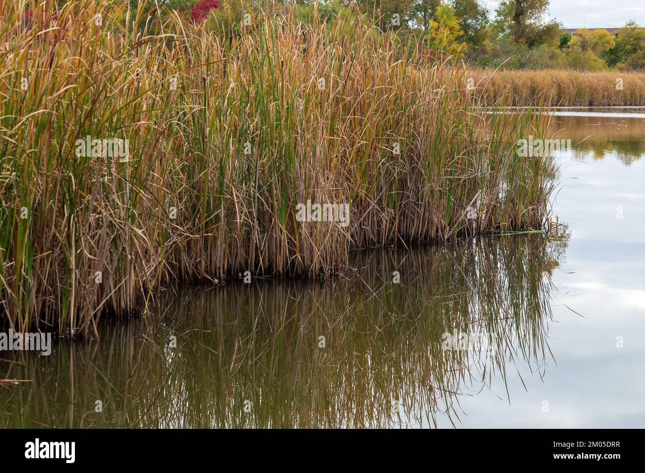 Tall herb vegetation hi-res stock photography and images - Alamy