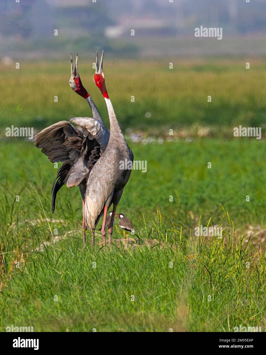 Sarus indian crane bird hi-res stock photography and images - Alamy